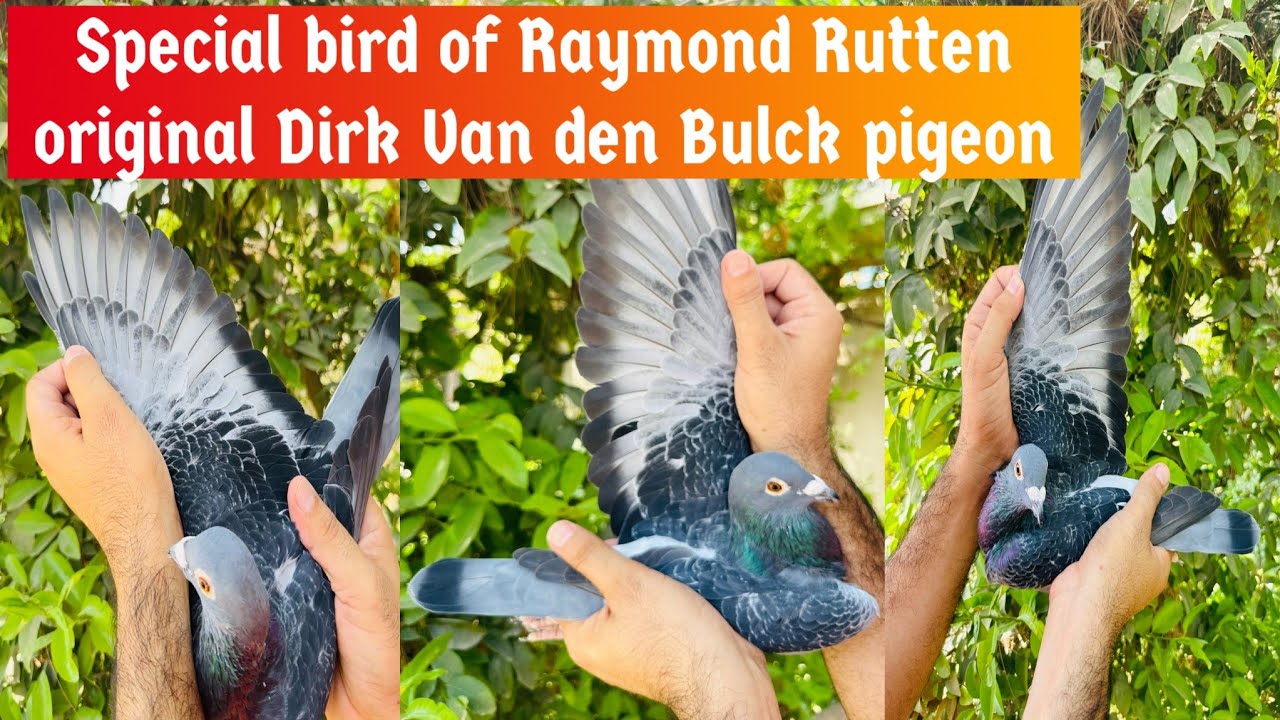 Racing Pigeon| Dirk Van Den Bulck| PPA (Golden Edition) - YouTube