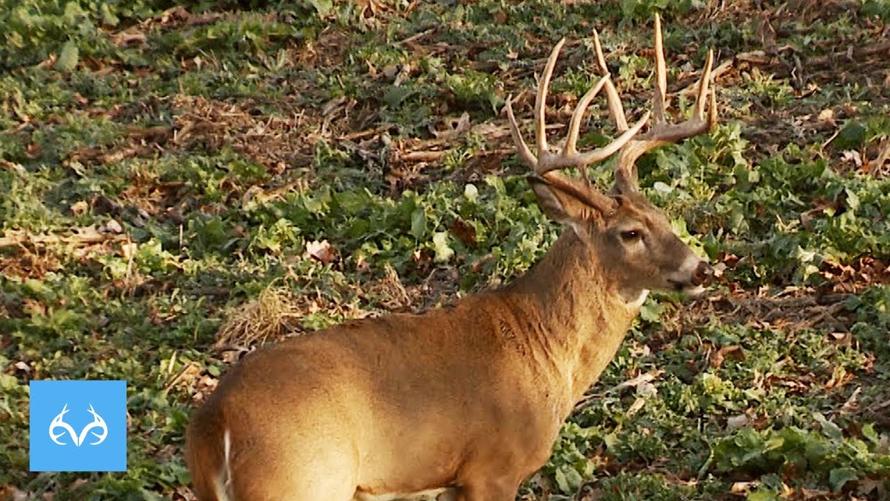 170" Iowa Whitetail | Michael Waddell | Monster Bucks Monday - YouTube