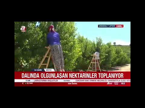 Lapseki Nektarin Hasadı 2026 | Yenice Meyve Bahçelerinden Sofralara Uzanan Yolculuk