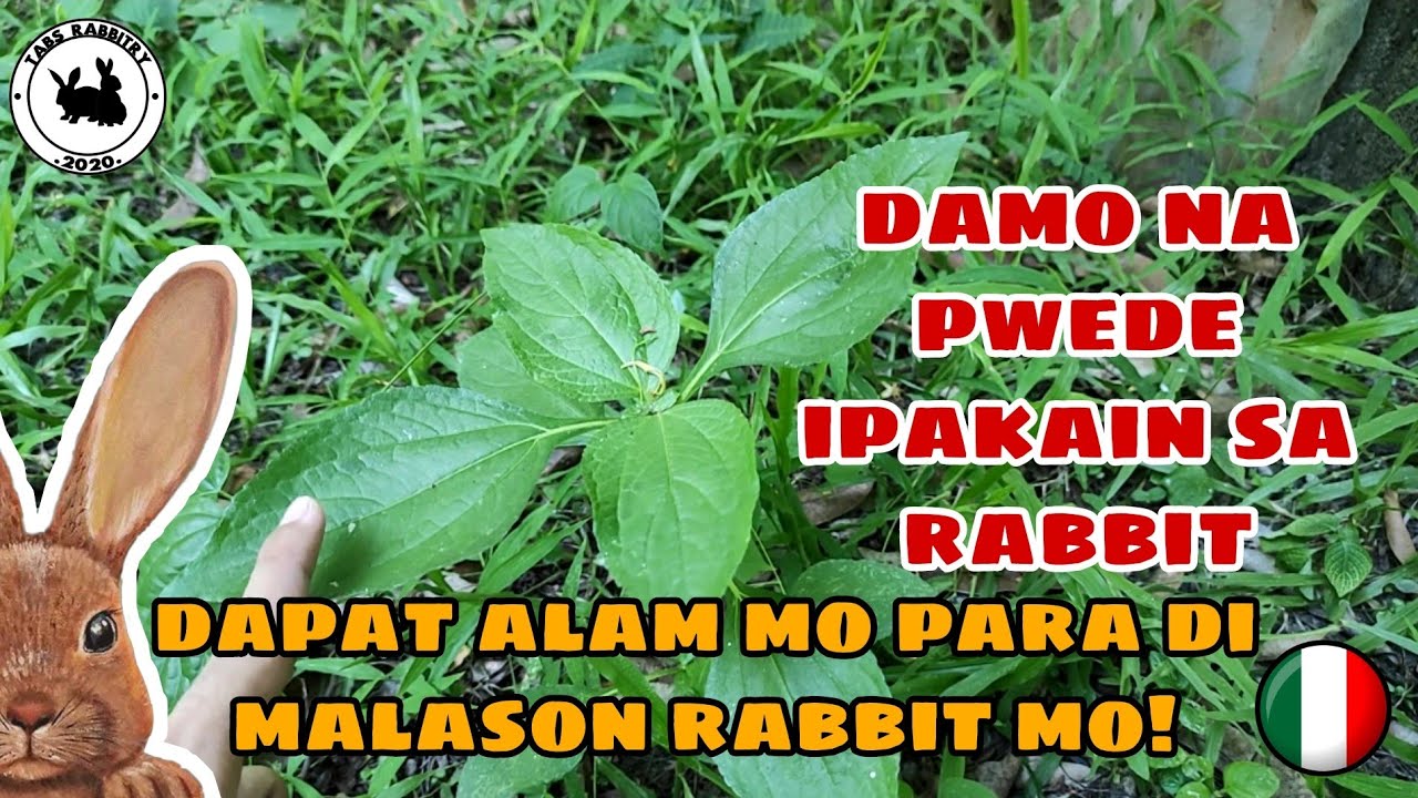 DAMO NA PAGKAIN NG RABBIT | Mga damong pagkain ng rabbit | What type of ...