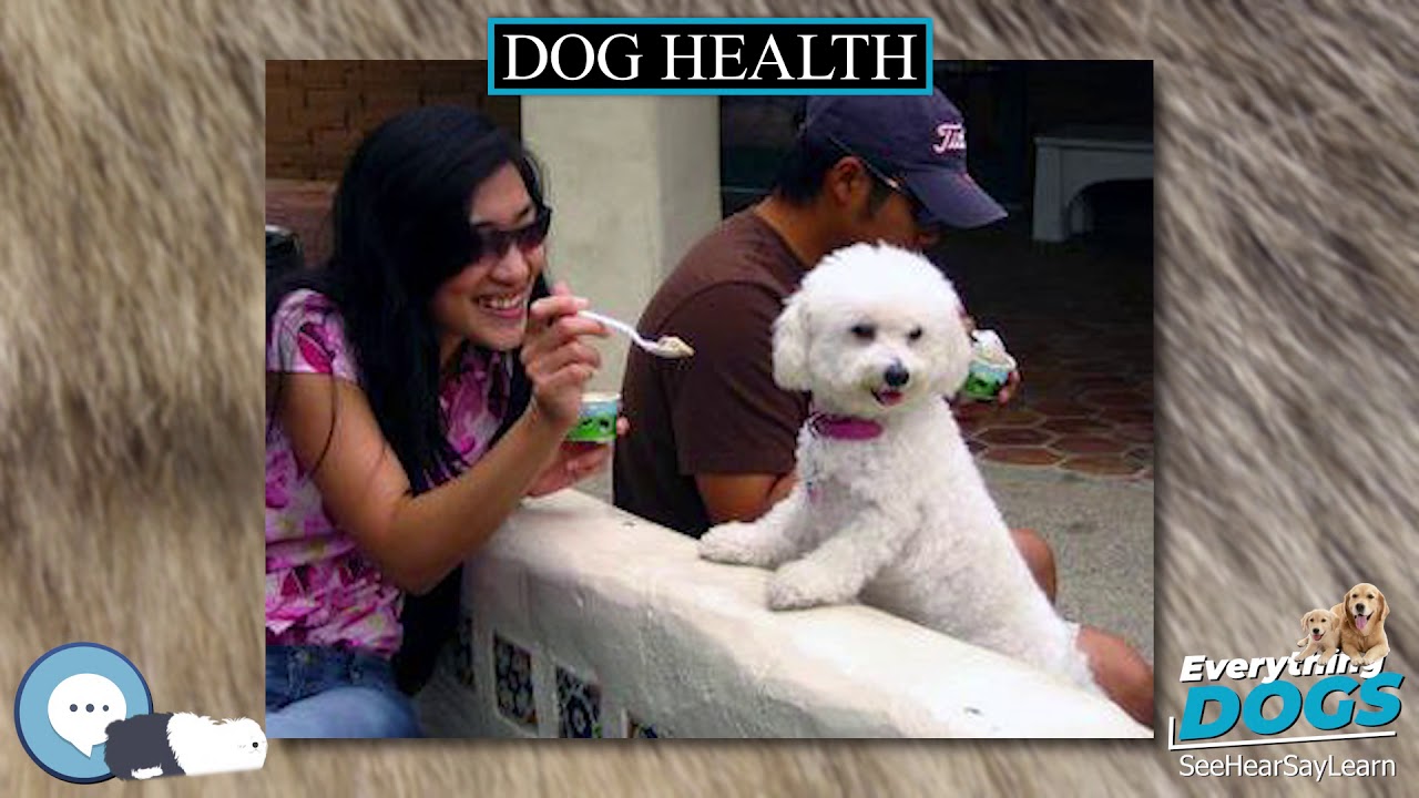 Dog health 🐶🐾 Everything Dogs 🐾🐶 - YouTube