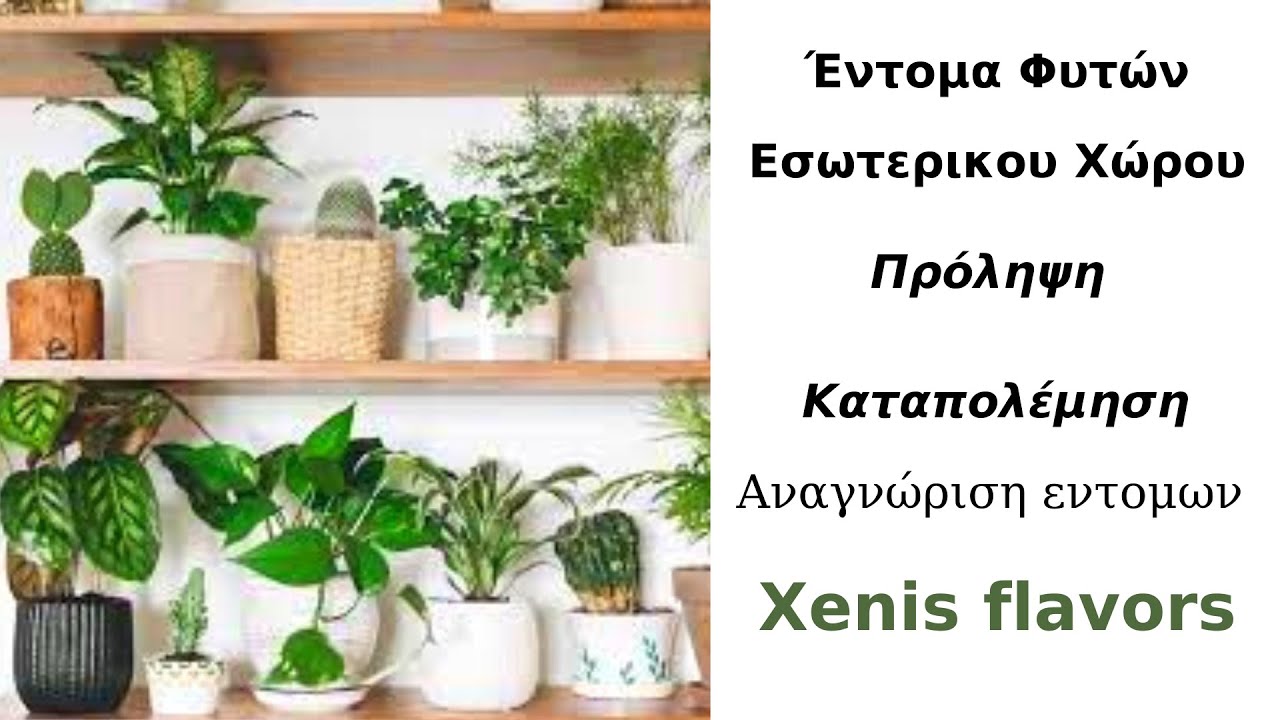 Εντομα Φυτων Εσωτερικου Χωρου. Προληψη,Αναγνώριση εντόμων,Συμπτώματα κ ...