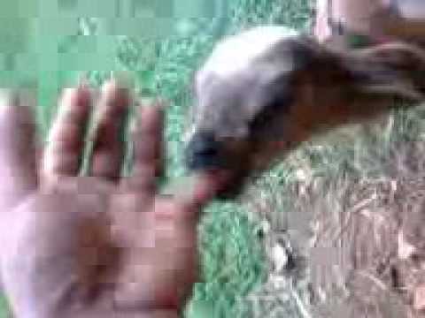 Kasian... Anak kambing yang haus susu Induknya sampe ngenyot jari