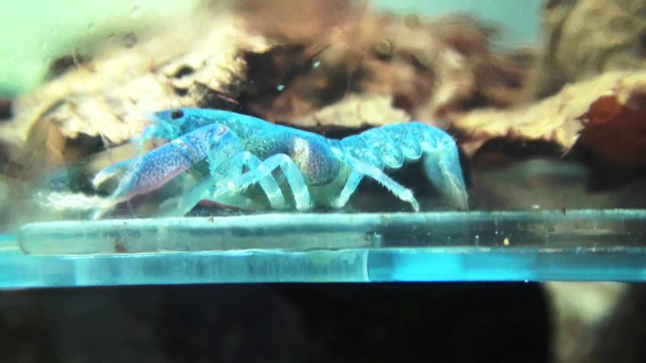 ニホンザリガニ Japanese crayfish, Zarigani Cambaroides japonicus - YouTube