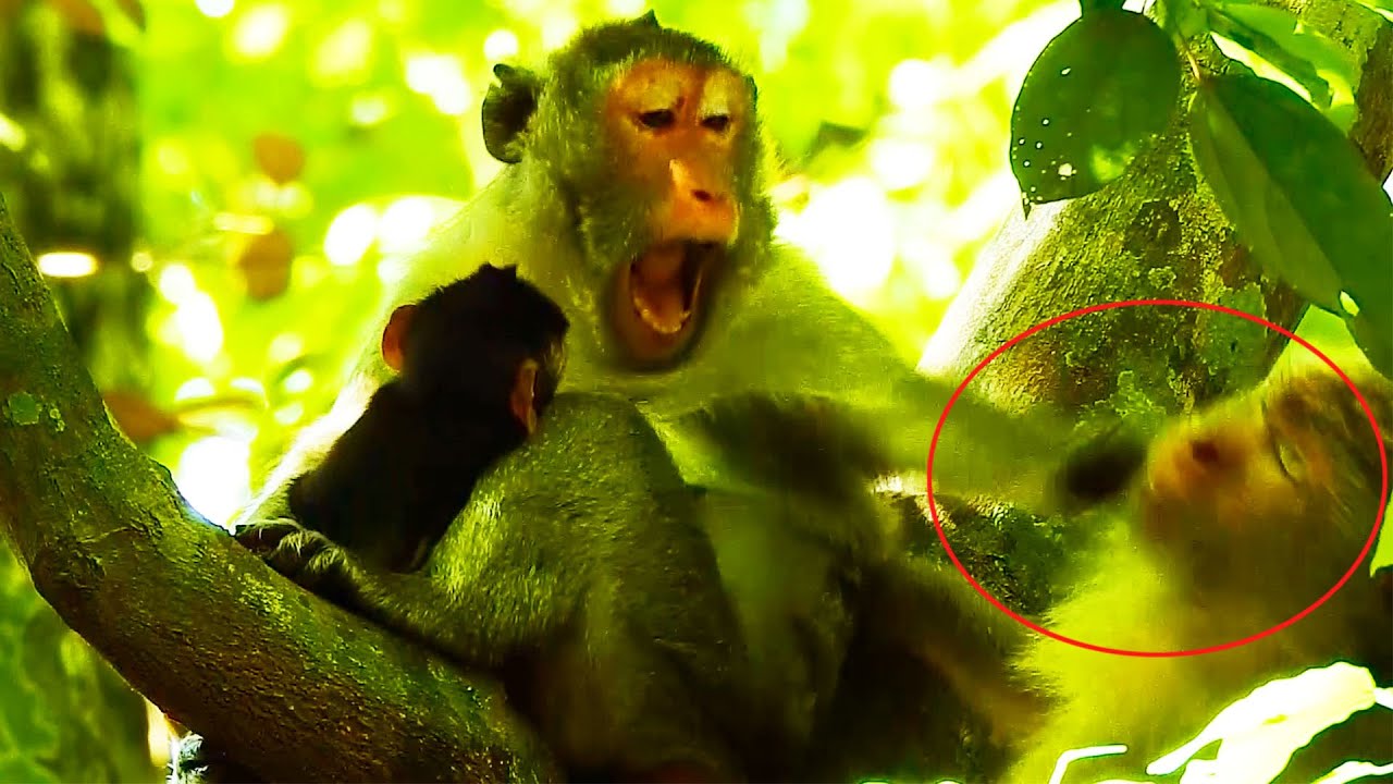 One Slap On Head Of Briana Monkey By Jane Monkey Cos Jane Angry So ...