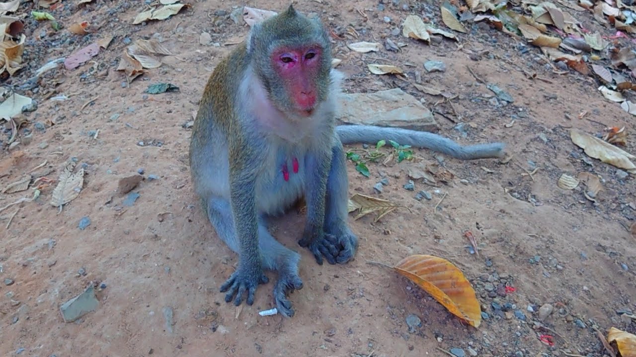 Jane monkeys update every day, She is the population of her life - YouTube