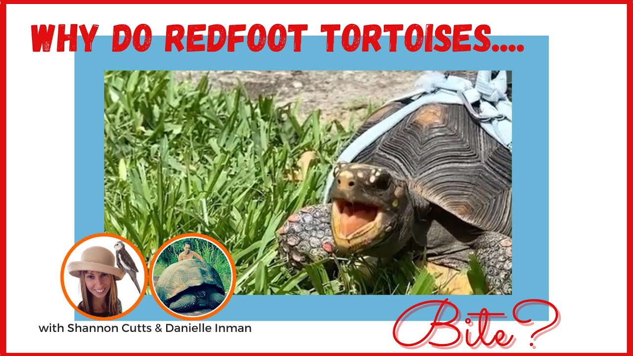 The Curious Keeper Why Do Redfoot Tortoises Bite? - YouTube