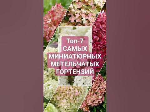 Топ-7 гортензий высотой от 30см до 70см. Карликовые метельчатые ...