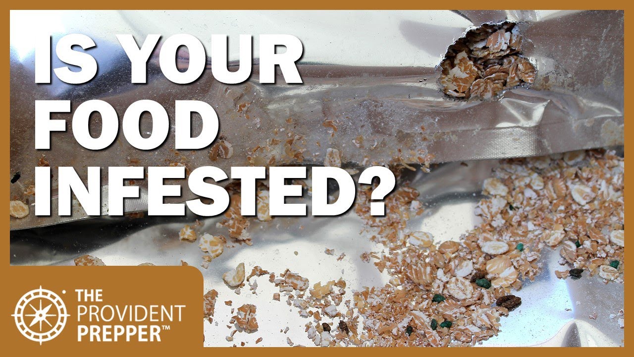 4 Easy Steps to Ensure Mice Don’t Destroy Your Stored Foods - YouTube