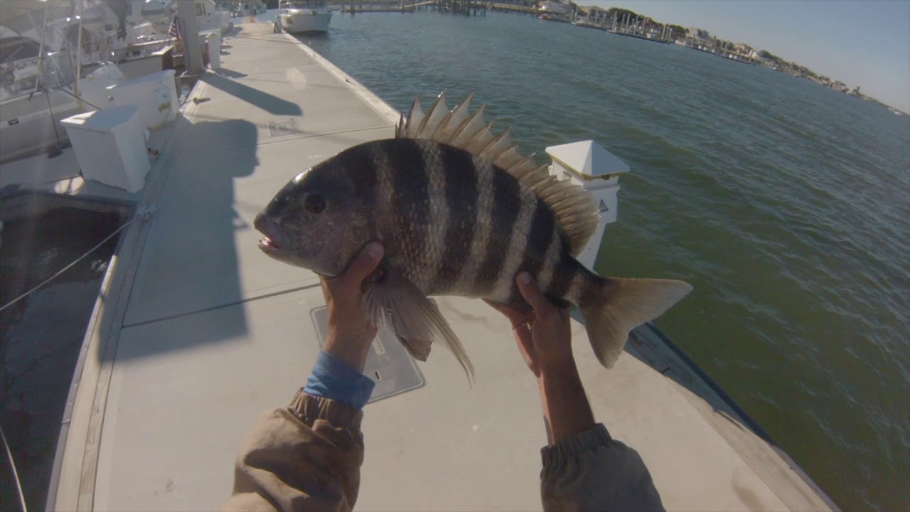 BIG SHEEPSHEAD almost gets away and DEMOLISHES my hand in the process ...