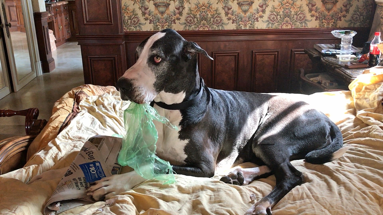 Funny Great Dane chews up the bad news paper - YouTube