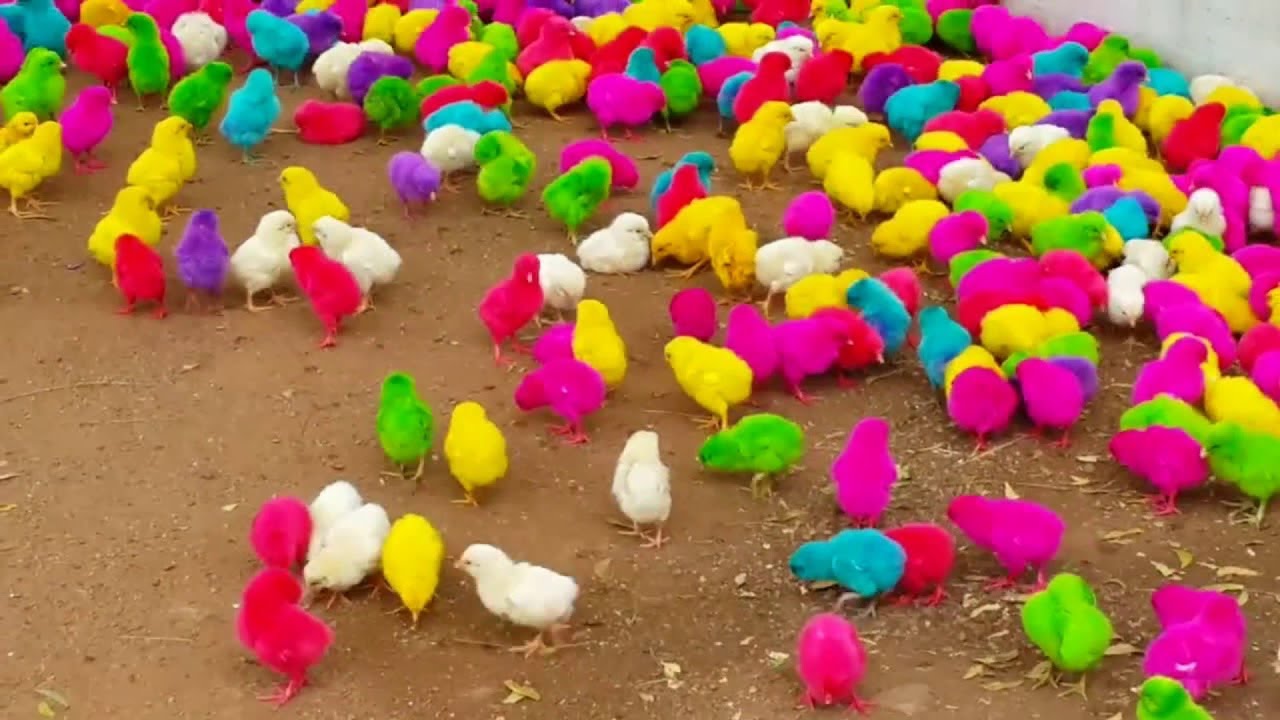 baby chickens color,a baby chicks,a baby chick hatching,baby chicks ...