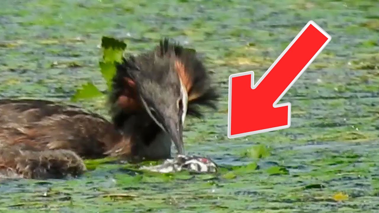 Animal rescue. A gosling is entangled in algae and drowning. Mom goose ...