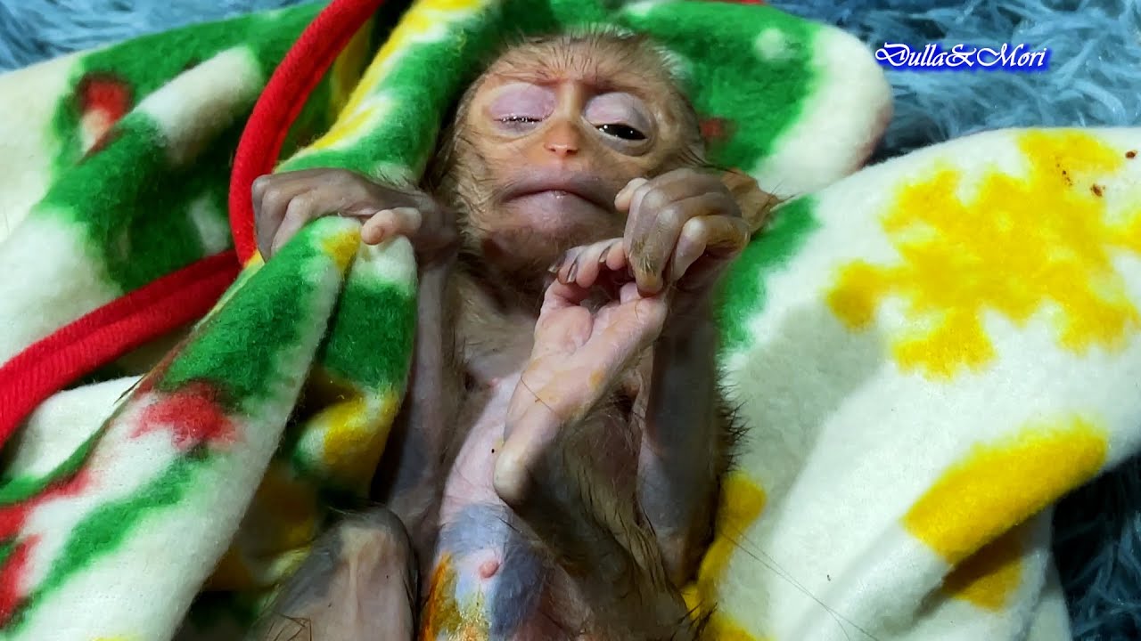 Ben Ben monkeys need care from their mothers. - YouTube