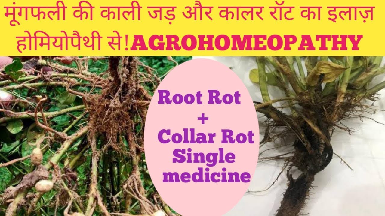 Homeopathic treatment of ROOT ROT & COLLAR ROT in Groundnut#जड़_गलन# ...
