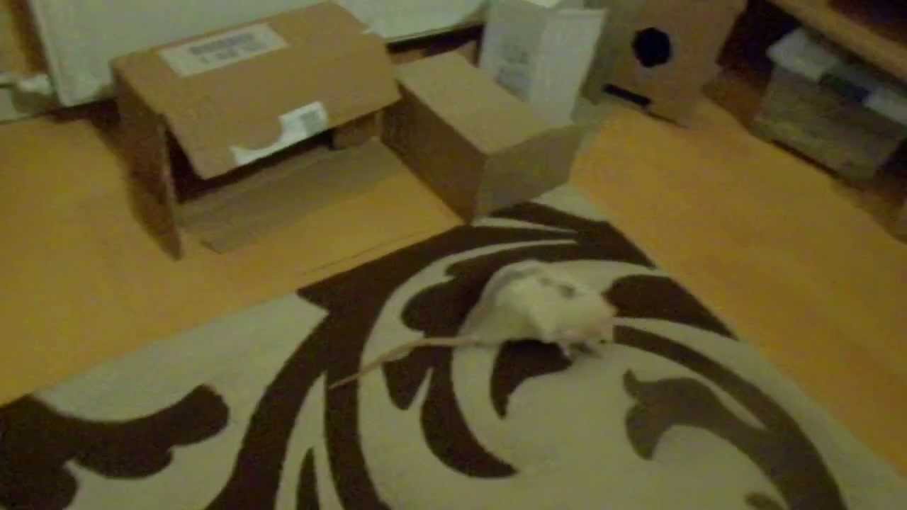 Cute dumbo rat with curly tail - YouTube