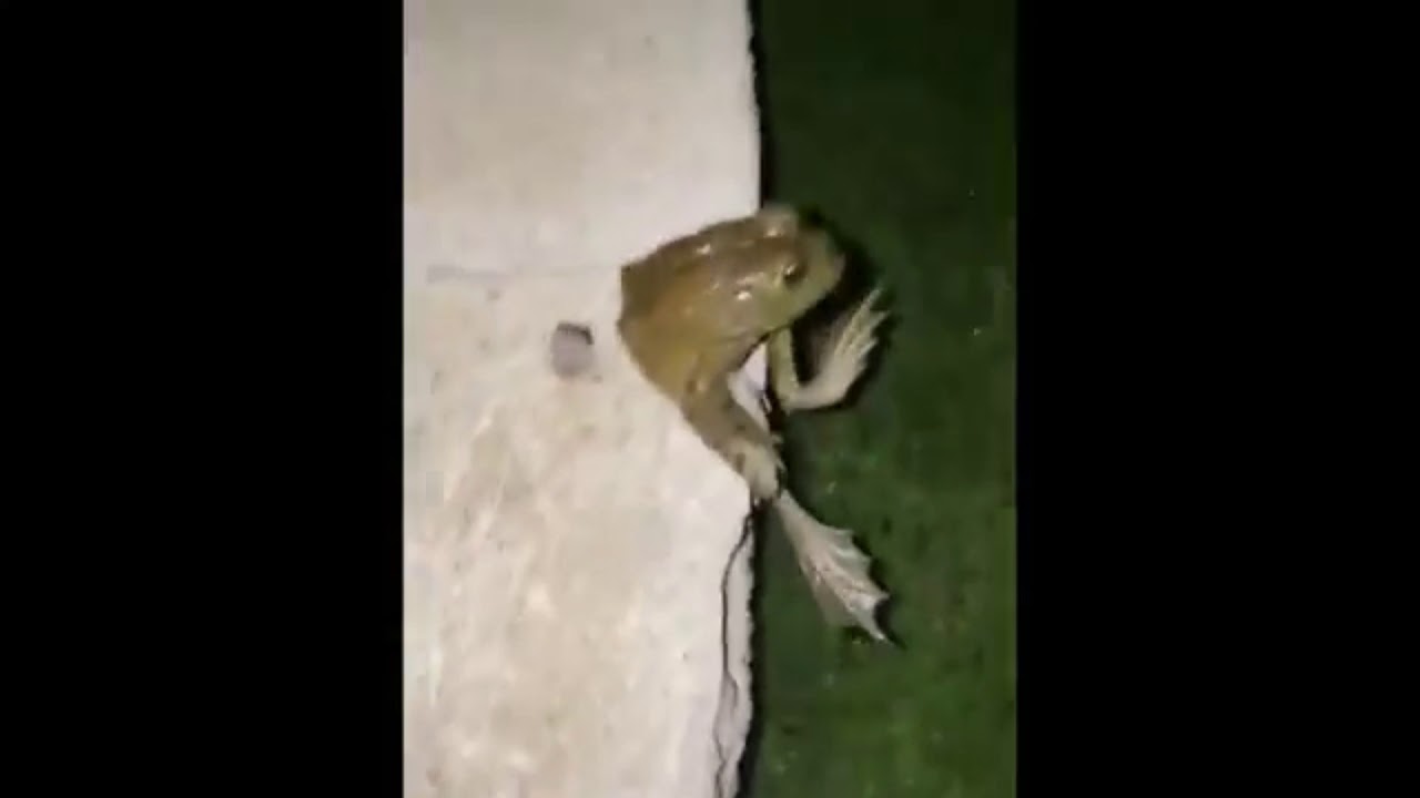 Drift Away Frog 2020 - YouTube