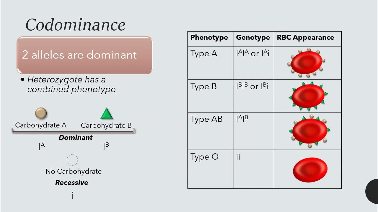 Genetics 4 - Exceptions to Mendelian Inheritance - YouTube