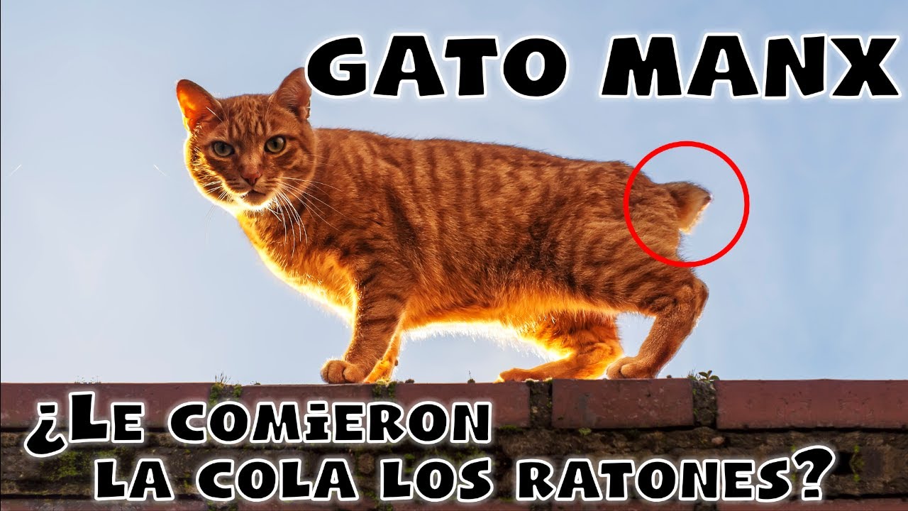 GATO MANX - La raza perfecta para los amantes de los gatos sin cola ...
