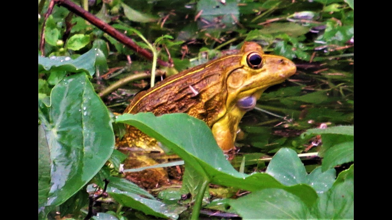 Indian bullfrog Hoplobatrachus tigerinus - YouTube