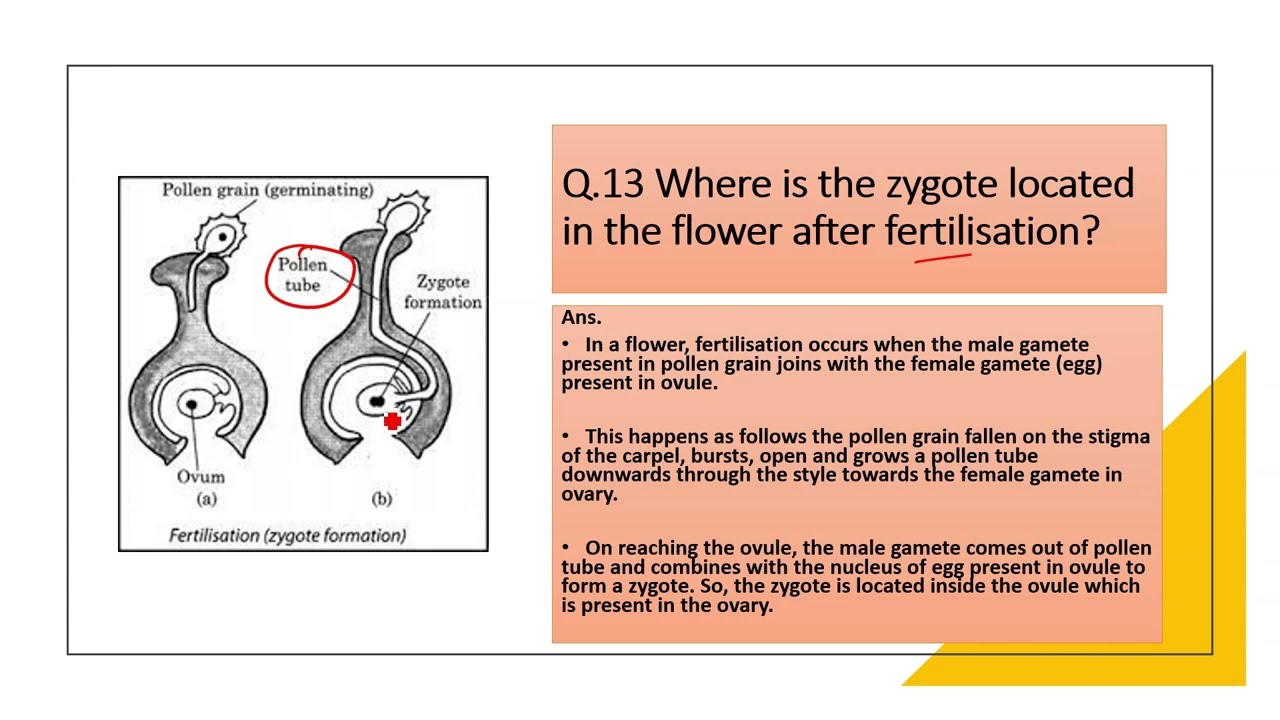 Where is the zygote located in the flower after fertilisation? - YouTube