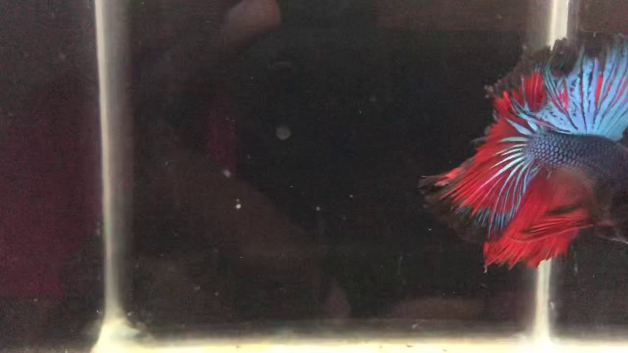 Red Devil full moon betta | AQUAStore.in - YouTube
