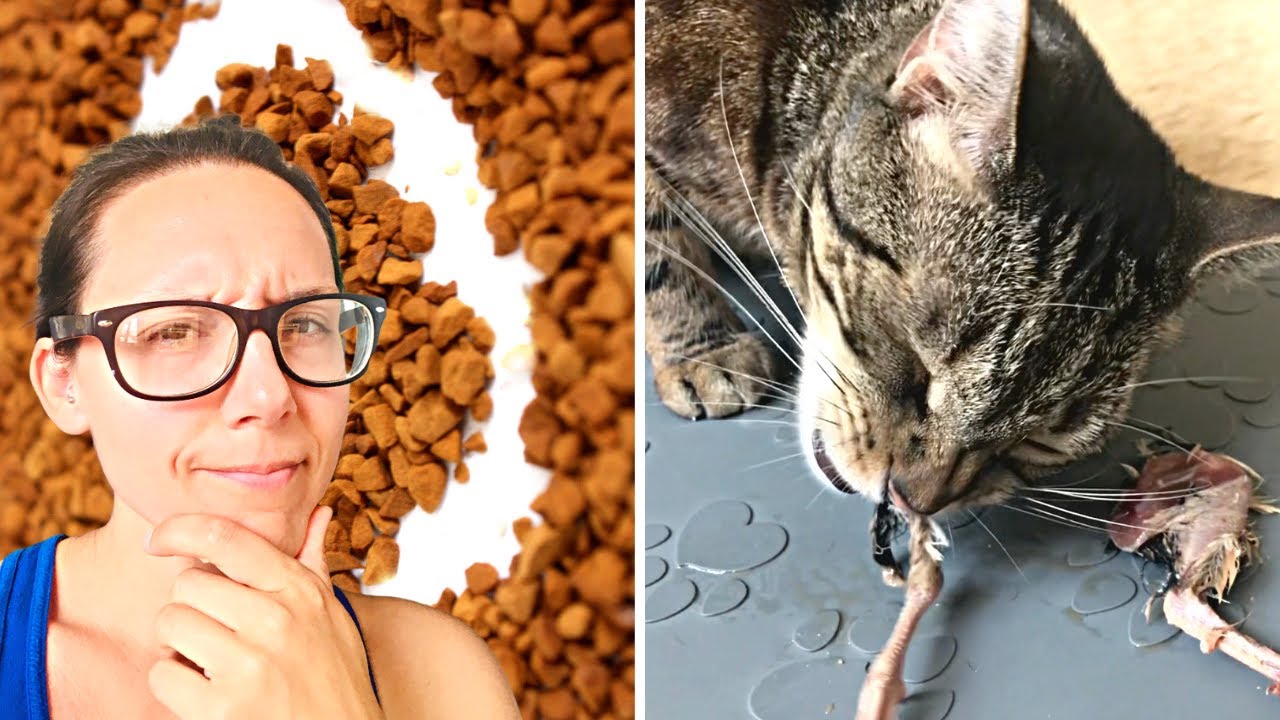 MYTH BUSTED: Kibble cleans cat teeth - YouTube