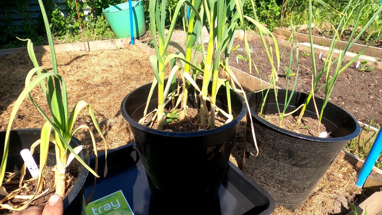 Harvesting Monobulb Garlic from pots - 10th June 2021 - YouTube