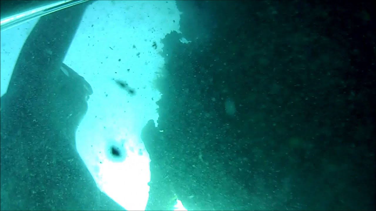 Pesca Subacquea : Saraghi, Saragoni, Corvine e Corvinoni - YouTube
