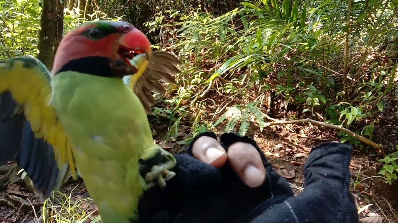 Burung Bayan..Spesis burung yang dilindungi..Sayangilah ia.😘 ️ - YouTube