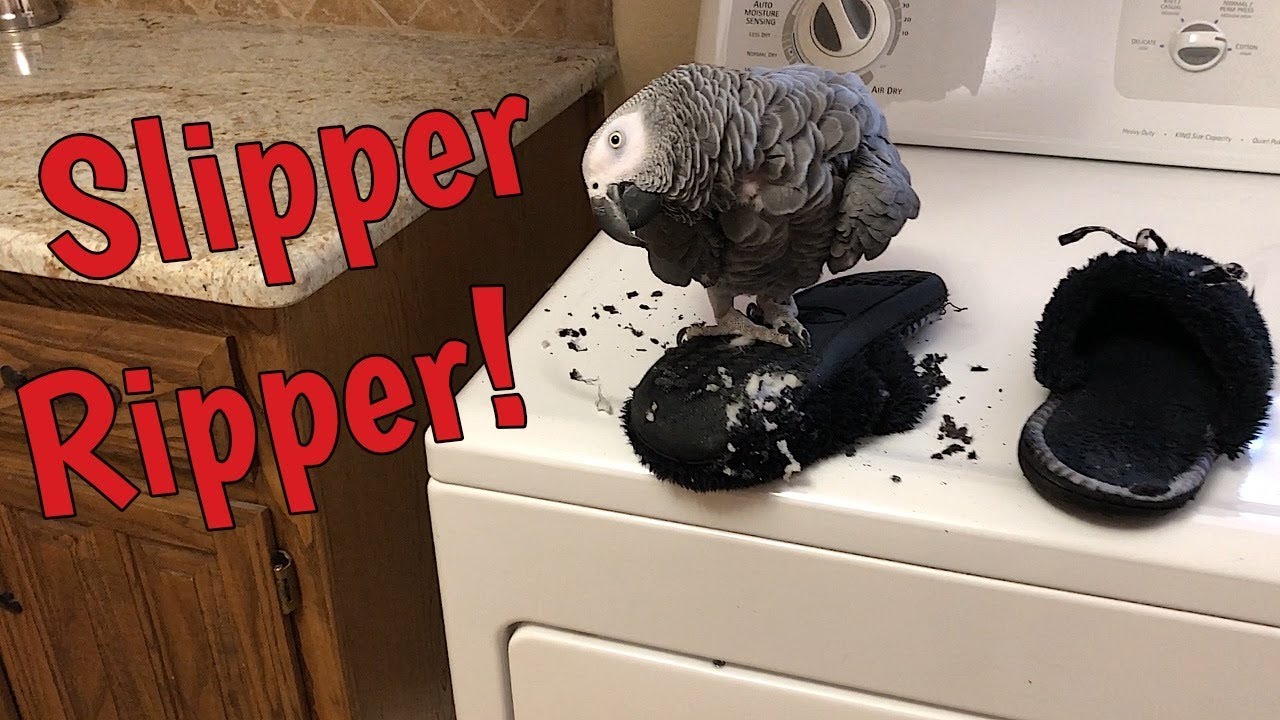 Einstein the slipper ripper helps with the laundry - YouTube