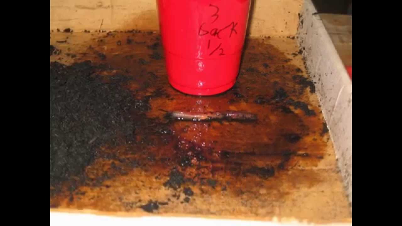 Final results from Worm Regeneration Experiment - YouTube