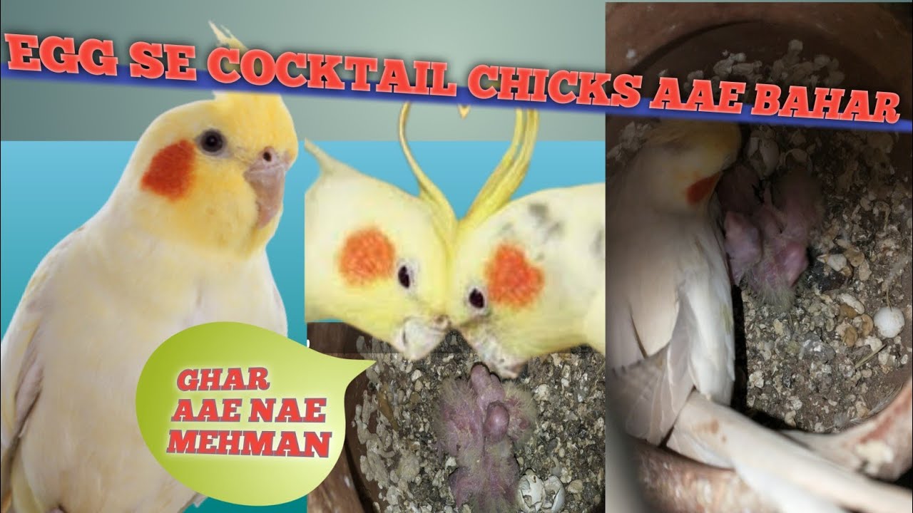 Cocktail Colony Progress! Cocktail Birds Colony Update! Cockatiel ...