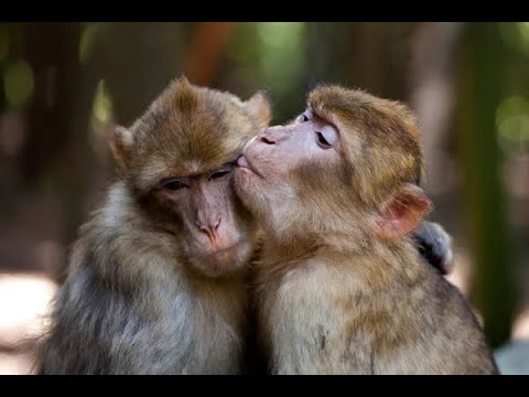 Hidden Passions: Unveiling the Secretive Mating Behavior of Rhesus ...