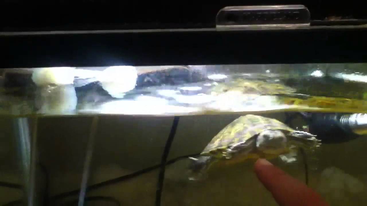 My turtle hates me - YouTube