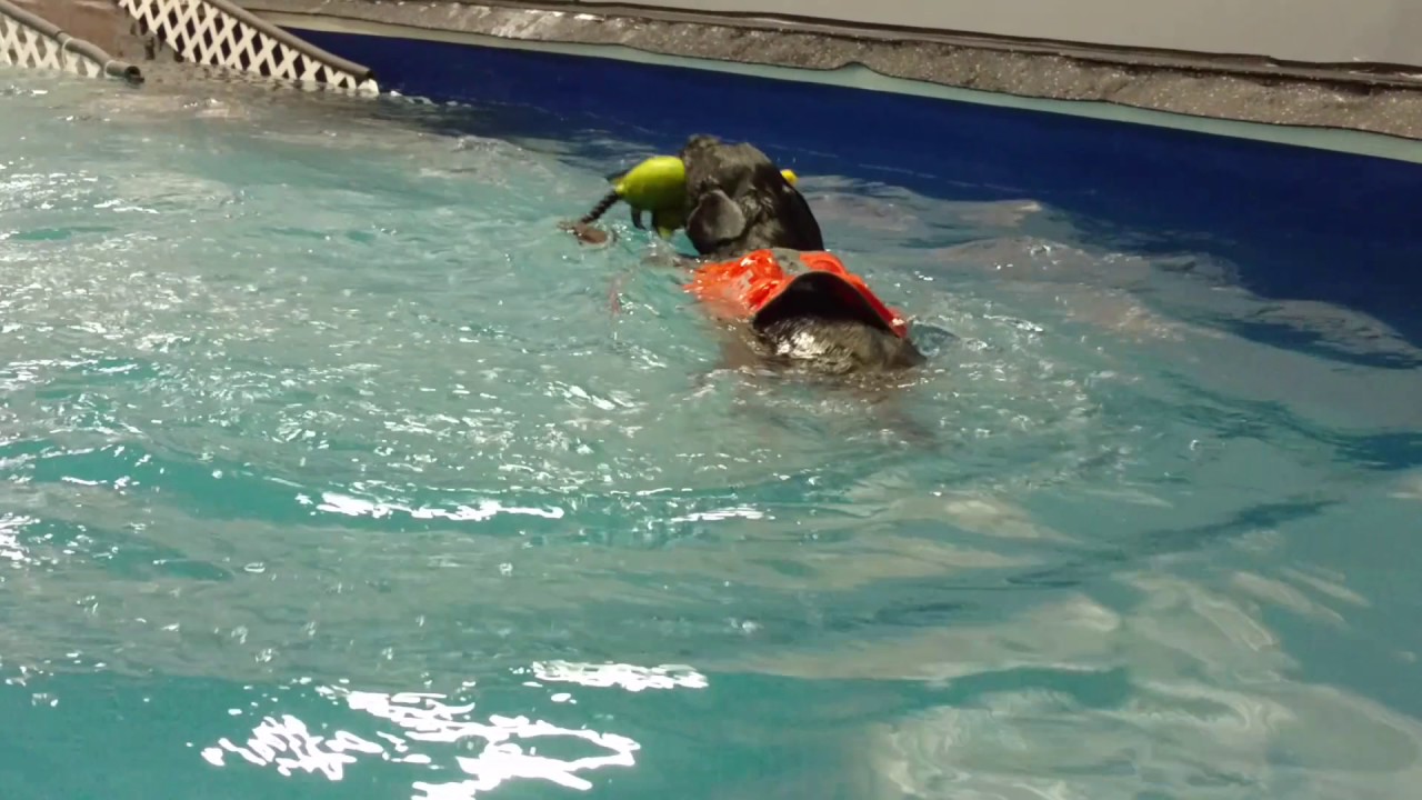 Bailey Swim Video - YouTube