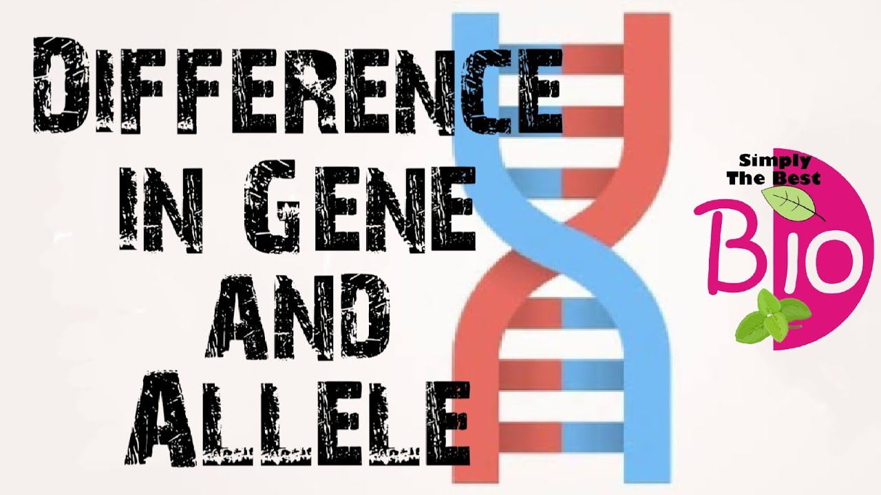 What is the difference between Gene and Allele? by Simply The Best BIO ...