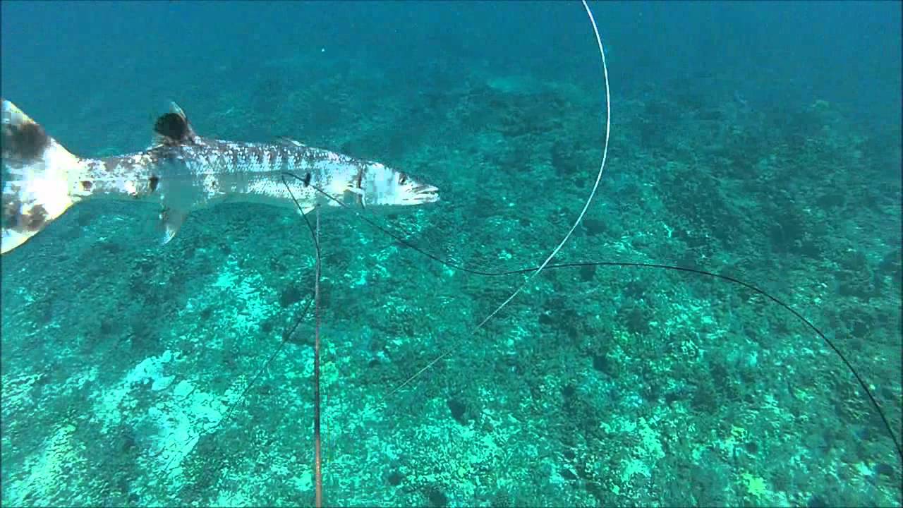 SPEARFISHING GREAT BARRACUDA (KAKU) - YouTube