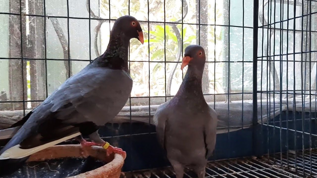 World unique amazing fancy pigeon videos | fancy pigeon breeds ...