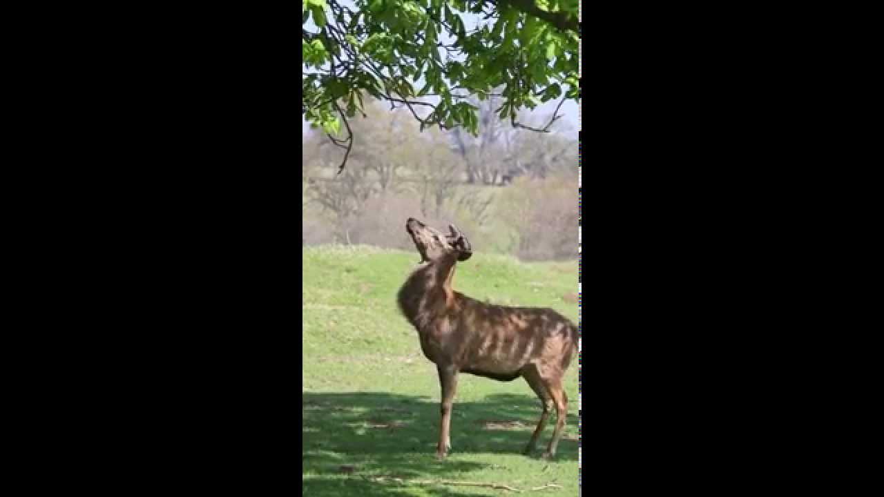 Stretching Deer - YouTube
