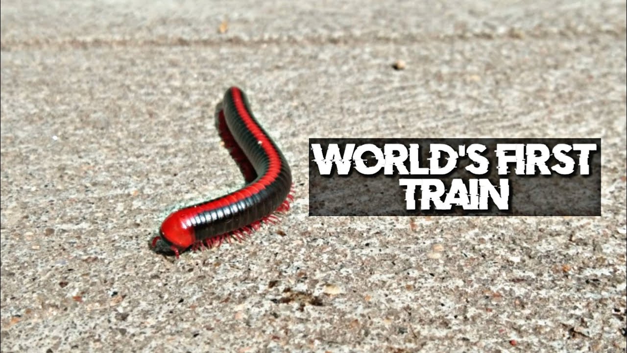This Insect Train is The world's First Train | Train is Invented By ...
