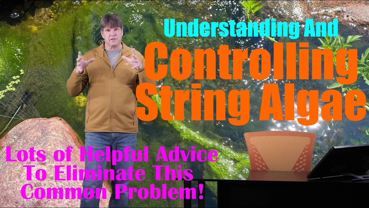 Controlling String Algae In Garden Ponds - YouTube