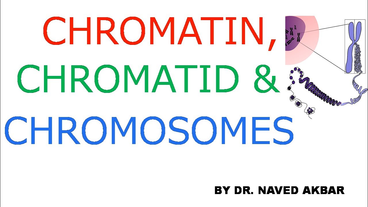 Chromatin, Chromatids and Chromosomes | Structure of chromosome - YouTube