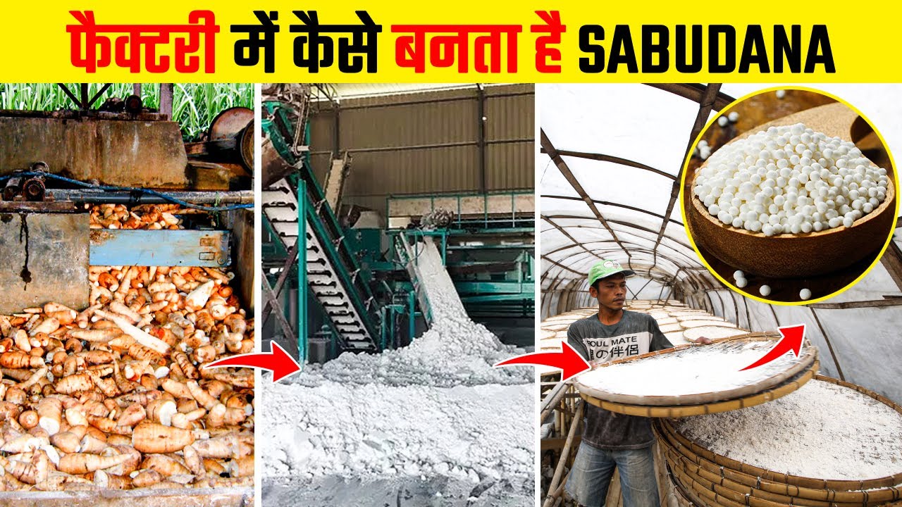 How Sabudana is Made in Factory - YouTube
