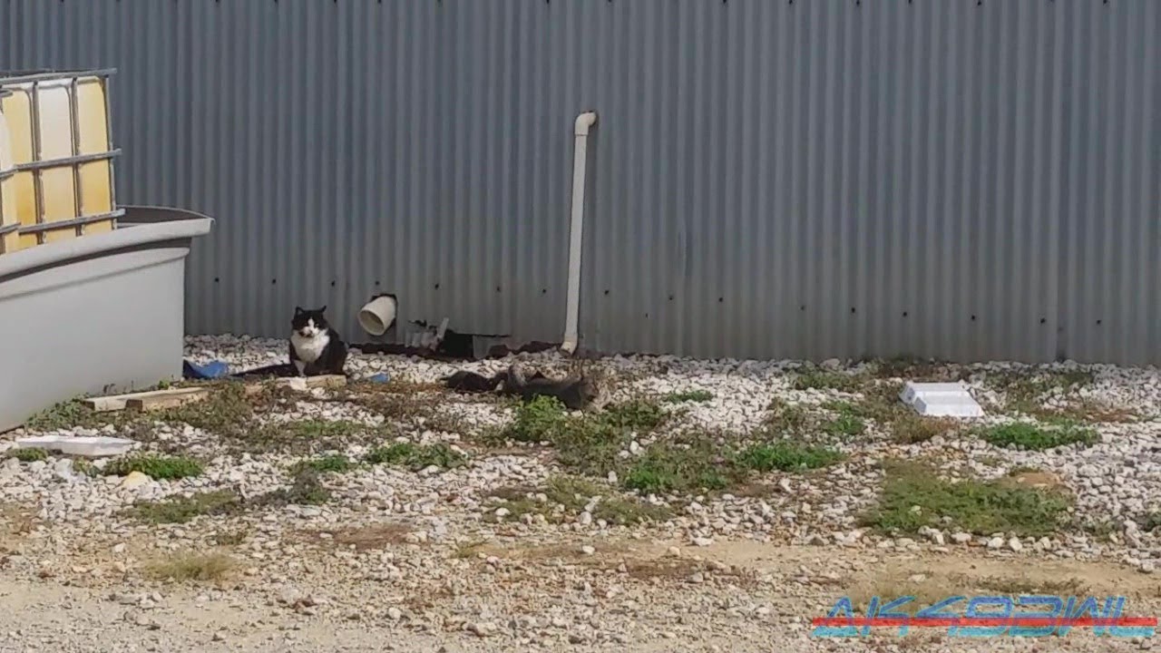 CMS Terminal Cats - YouTube
