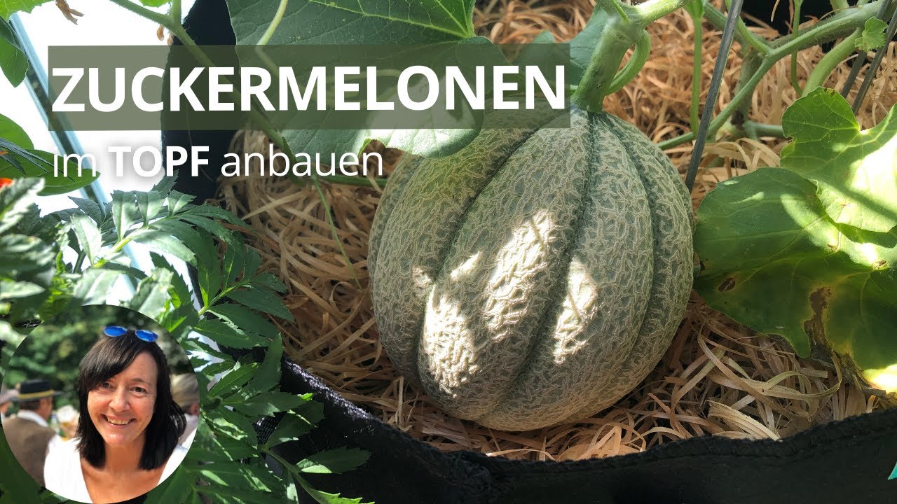 Zuckermelonen im Topf anbauen - vertikal ist eine gute Idee für Balkon ...