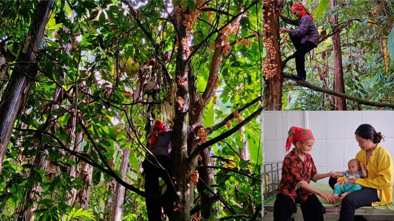 80-Year-Old Blind Woman Picks Red Rambai Berries in the Forest to Sell ...