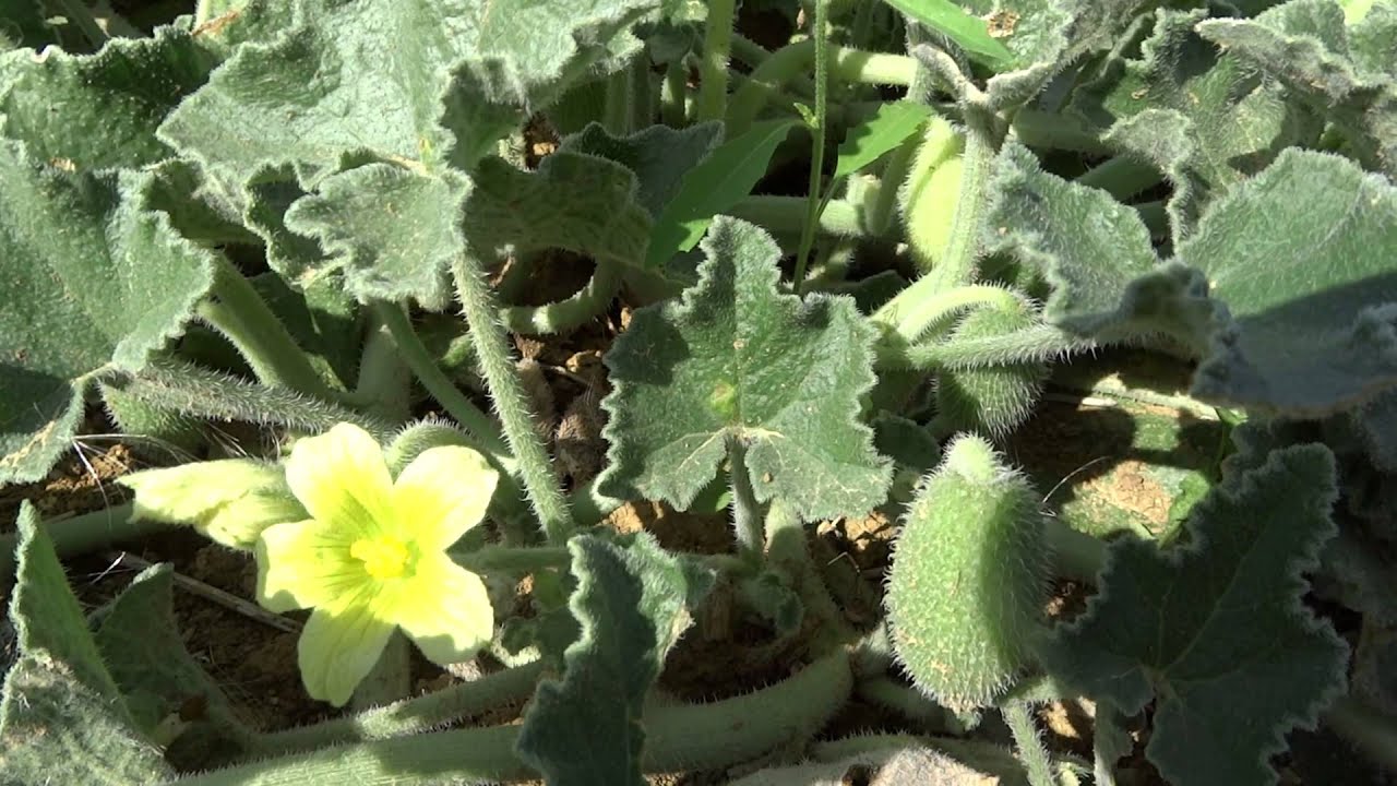 Ecballium elaterium Concombre d'ane - YouTube