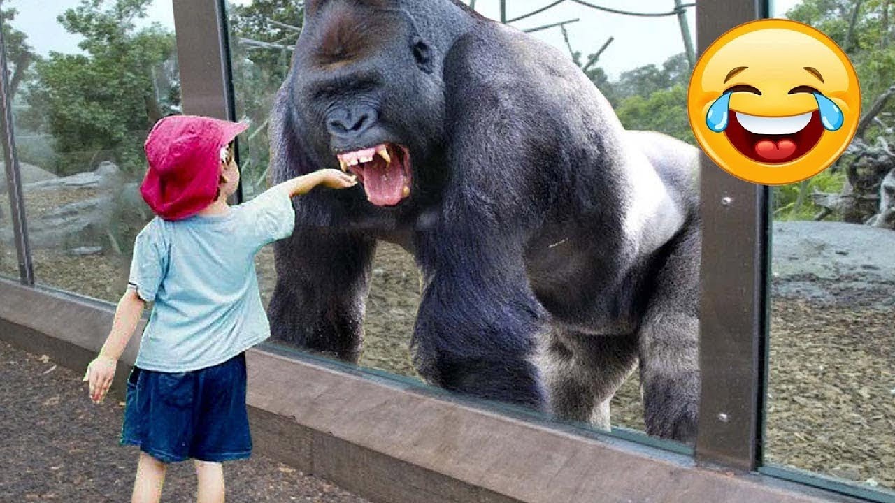 Funny Animal Compilation from Pets to Zoos / Funniest ANIMALS part 84 ...