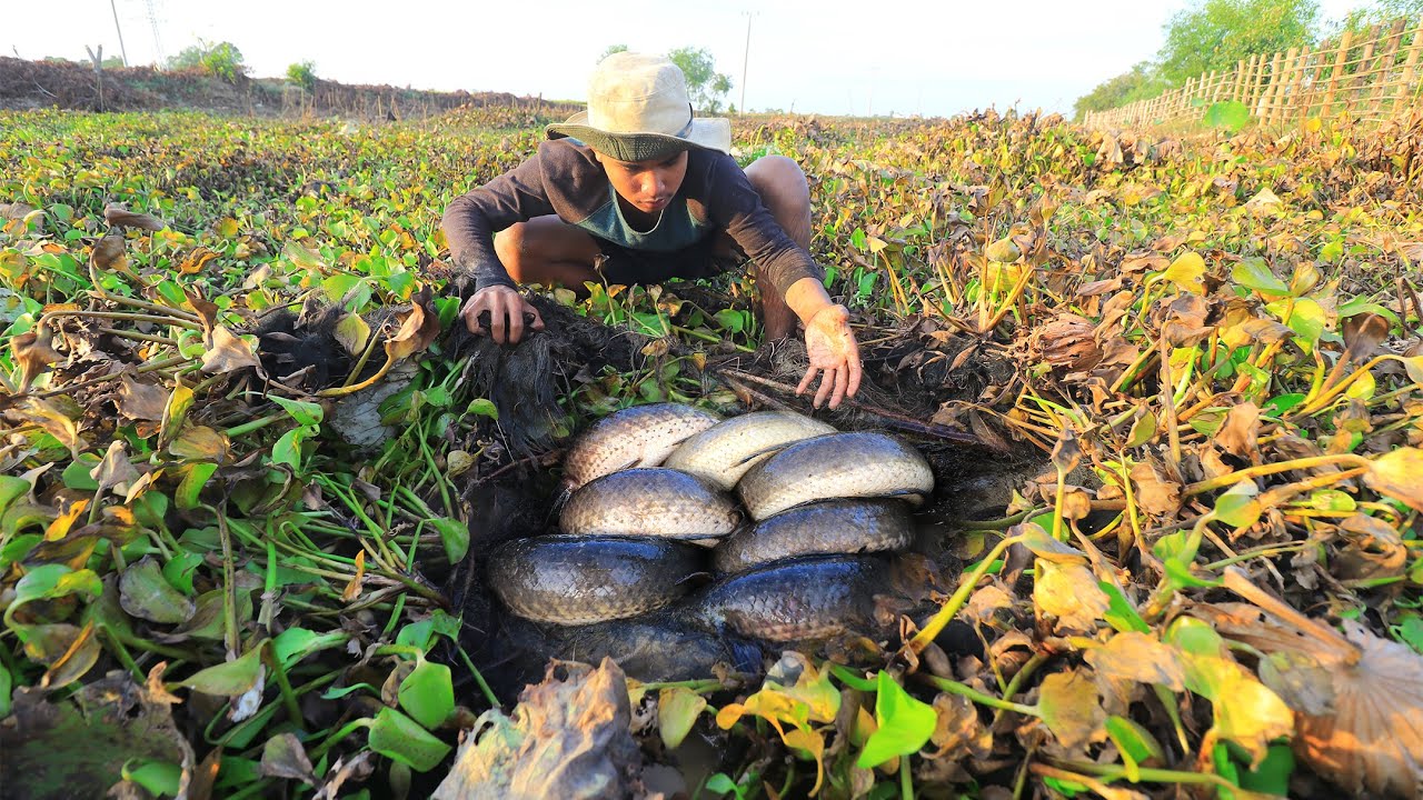 Viral Video| Best Catching a lot of Snake Fish in Amazing Lake N ...